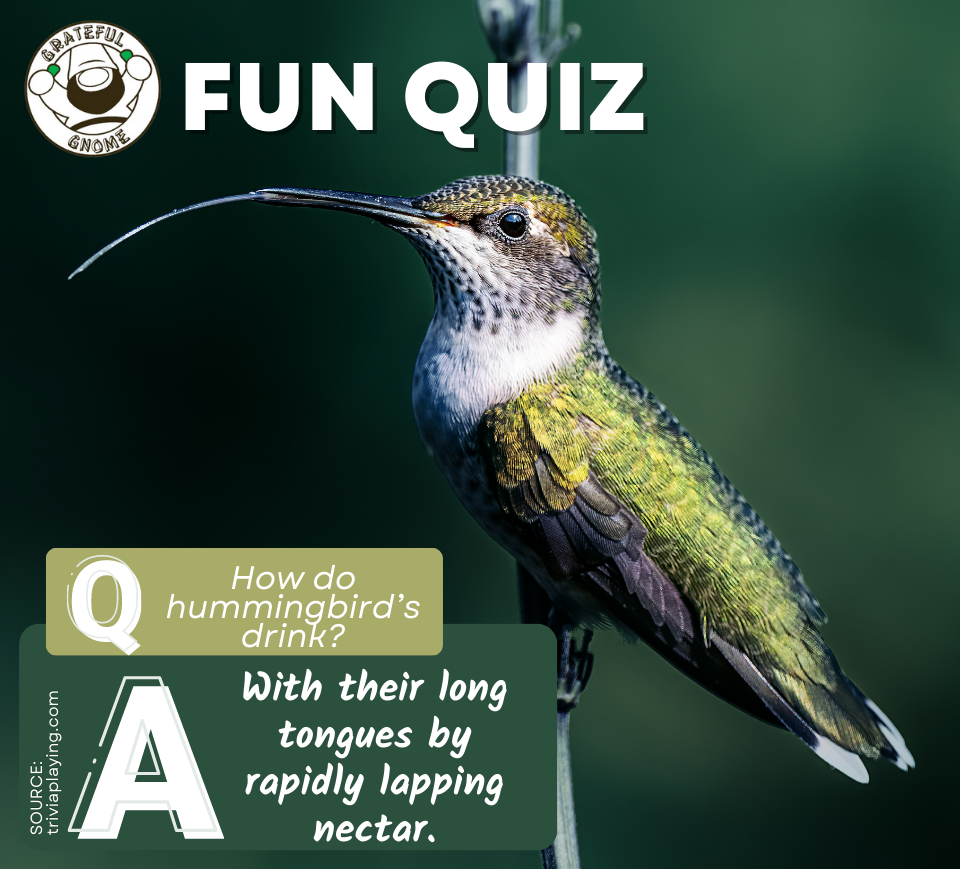 Fun Quiz – Grateful Gnome