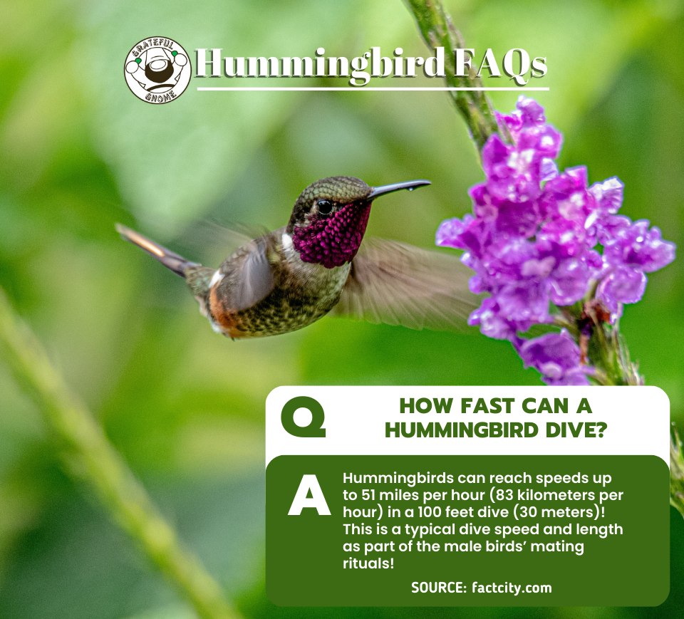 Hummingbird FAQs – Grateful Gnome