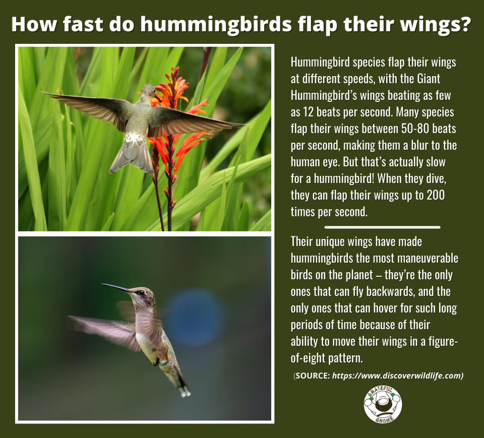 How Fast Do Hummingbirds Flap Their Wings? – Grateful Gnome