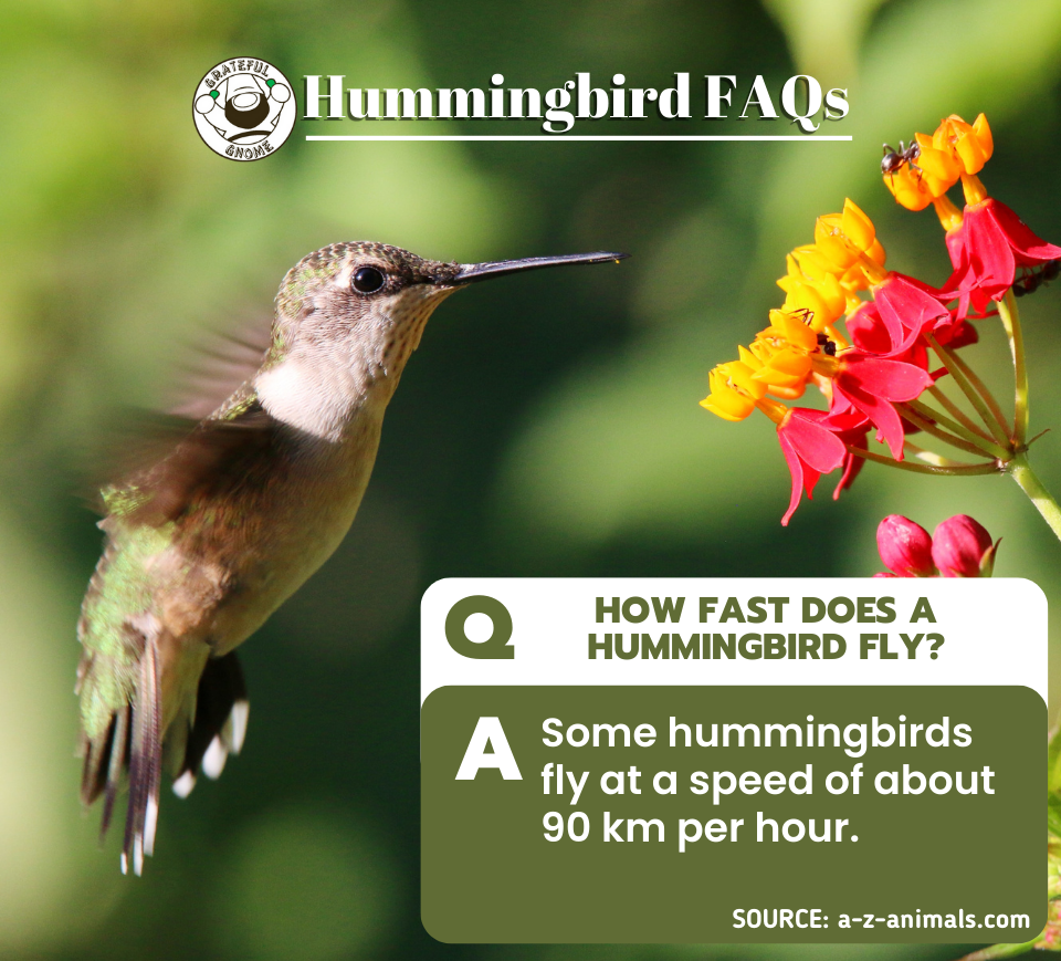 Hummingbird FAQs – Grateful Gnome