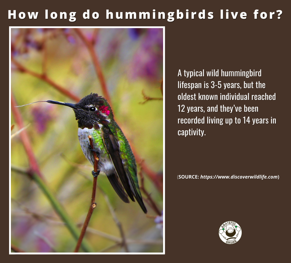 How Long Do Hummingbirds Live For? – Grateful Gnome