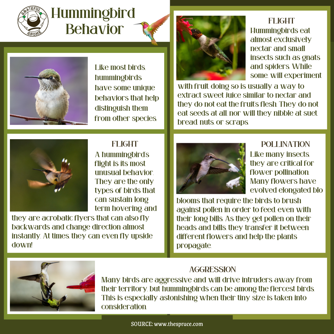 Hummingbird Behavior – Grateful Gnome