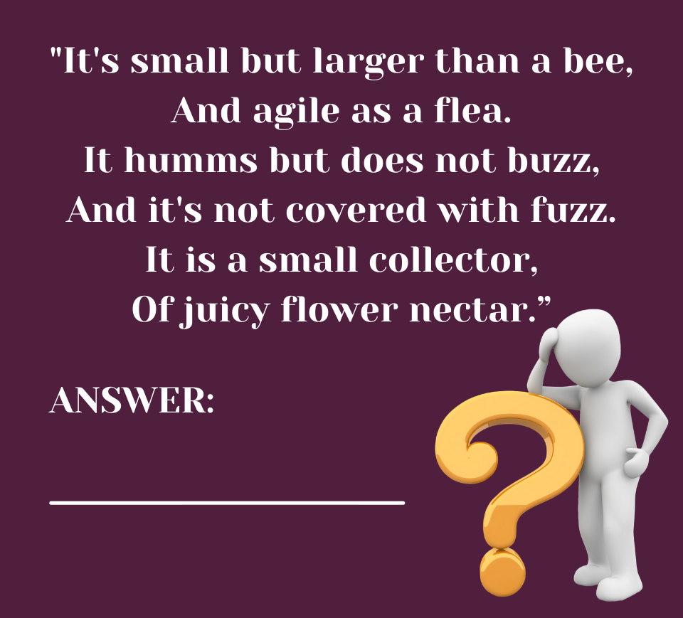 Hummingbird Riddle – Grateful Gnome