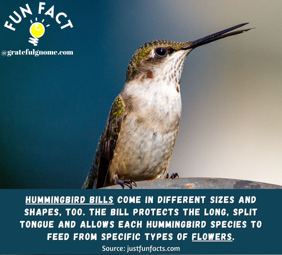Hummingbird Fun Fact – Grateful Gnome