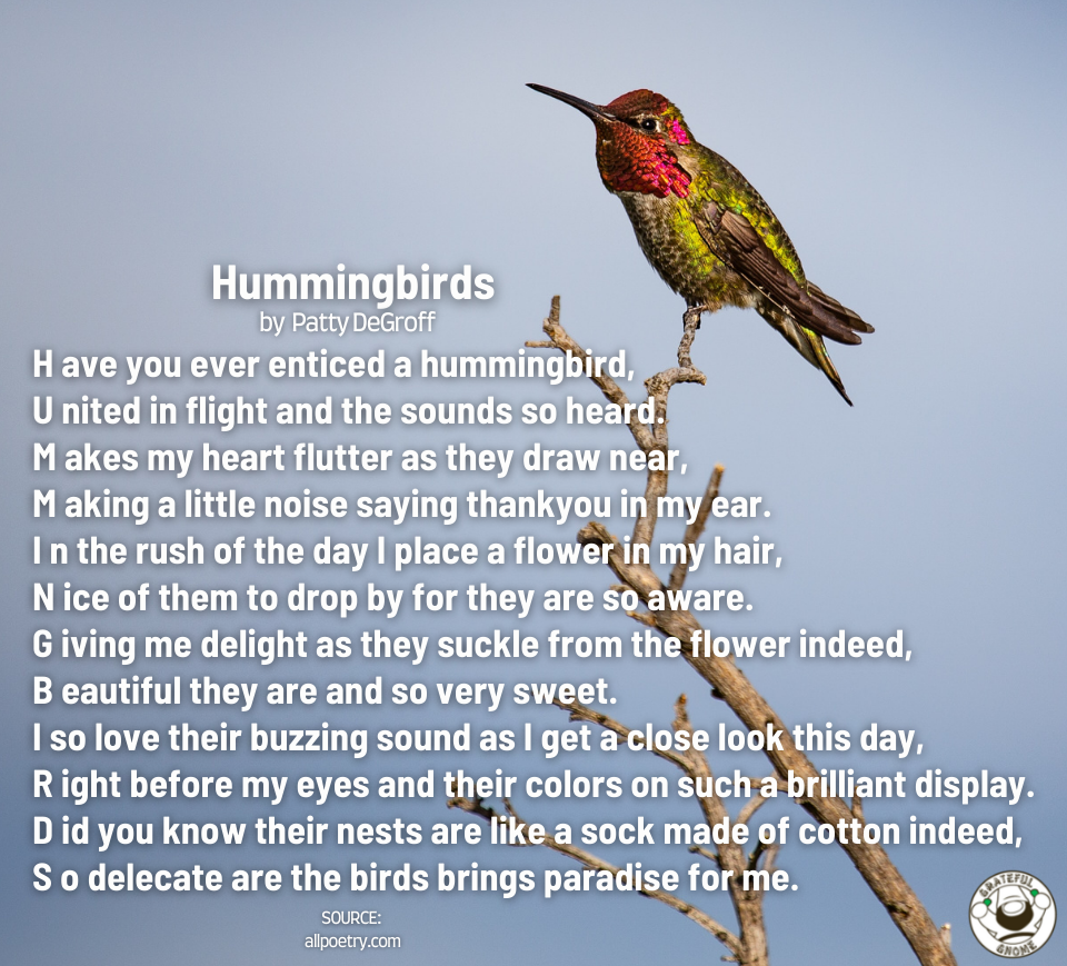 Poem of the Day - Hummingbirds – Grateful Gnome