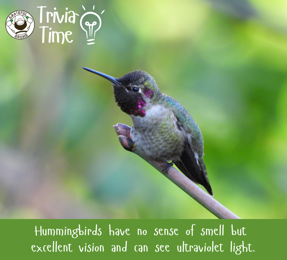 Trivia Time – Grateful Gnome