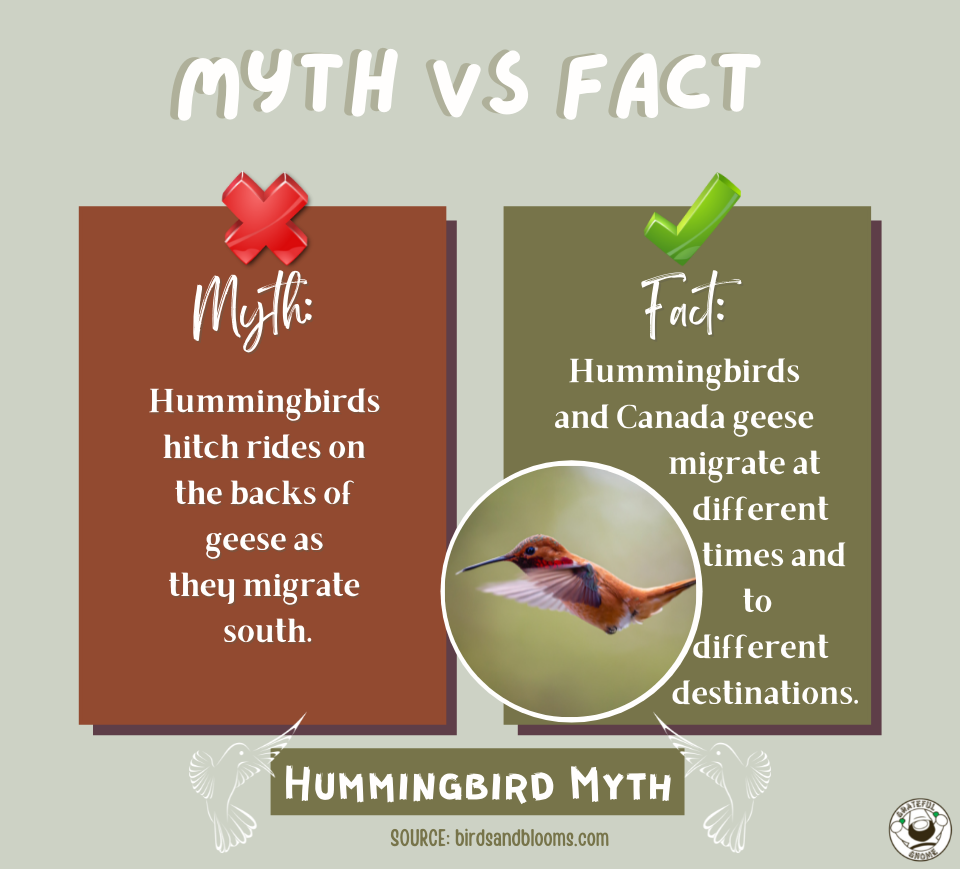 Myth vs Fact - Hummingbird Myths – Grateful Gnome