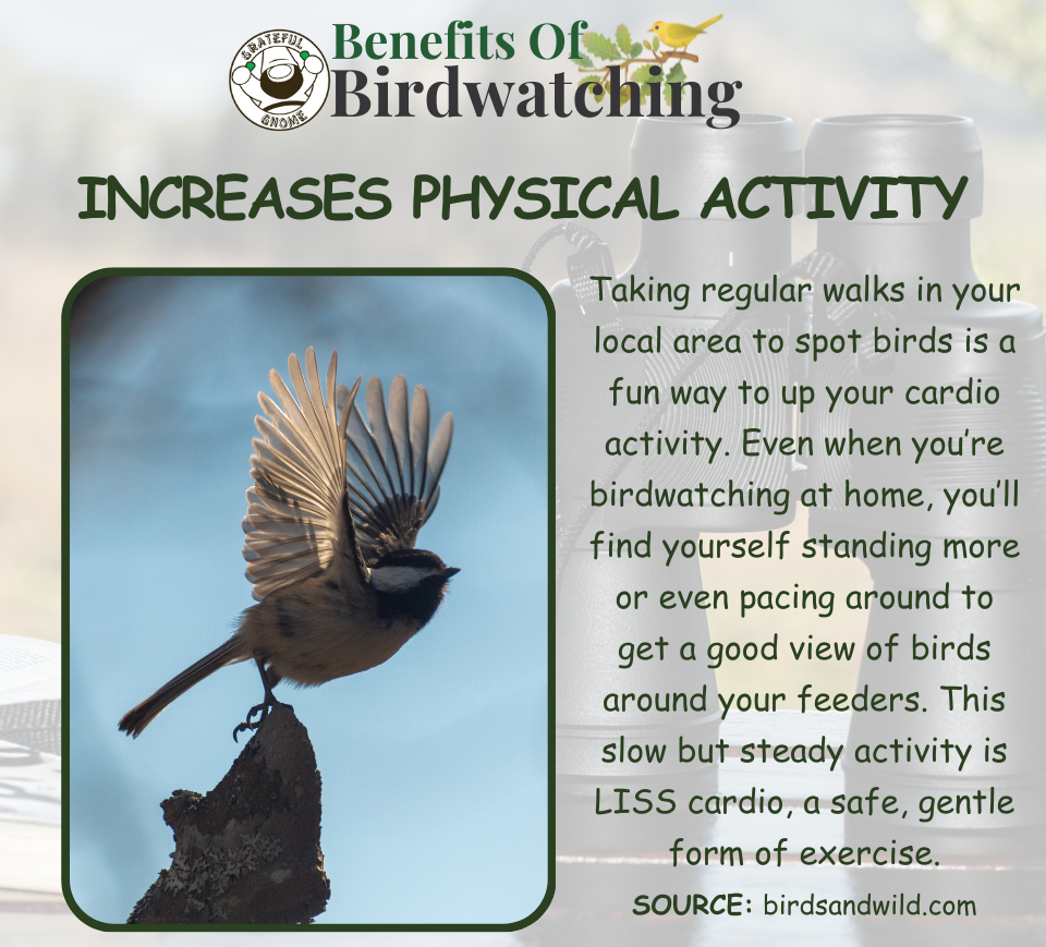 Benefits of Birdwatching – Grateful Gnome