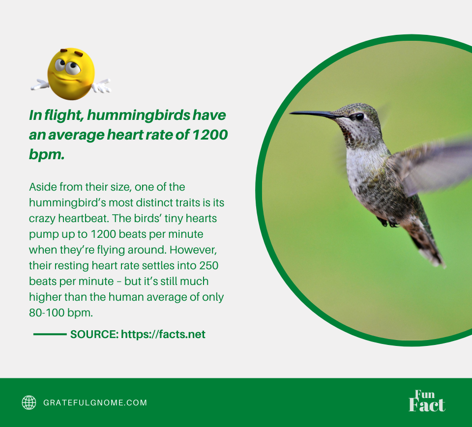 Hummingbird Fun Fact – Grateful Gnome