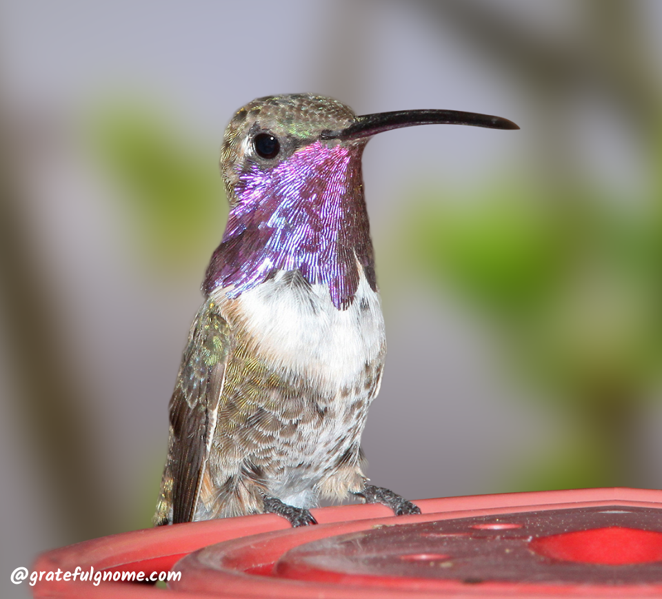Lucifer Hummingbird – Grateful Gnome