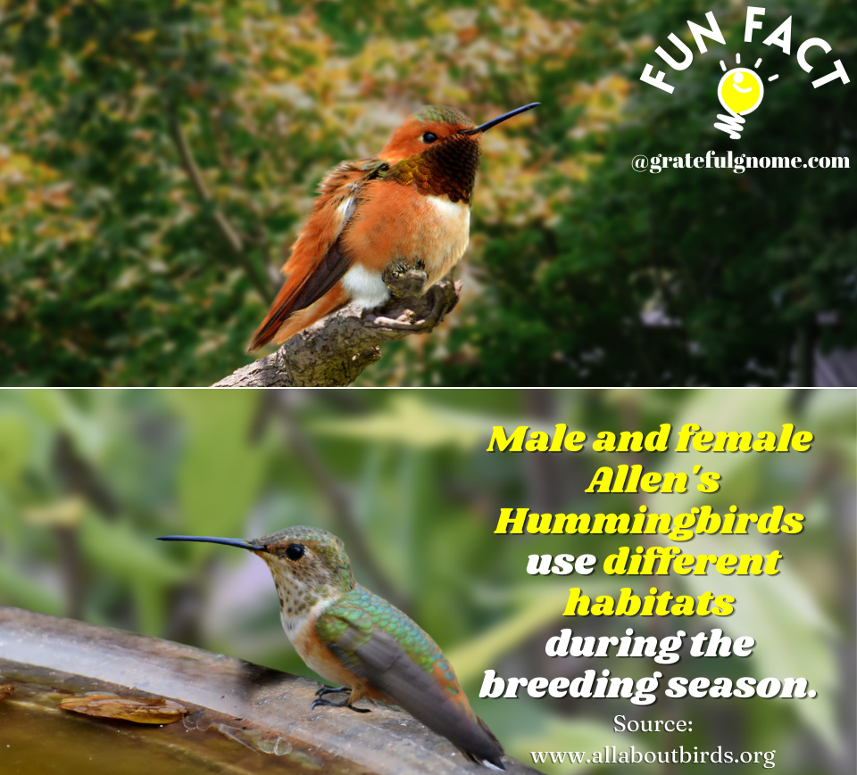 Fun Fact – Grateful Gnome