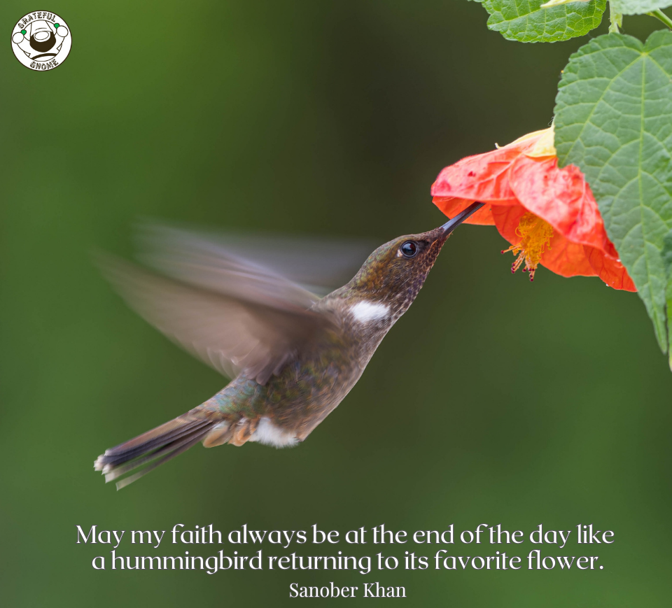 Hummingbird Quotes – Grateful Gnome