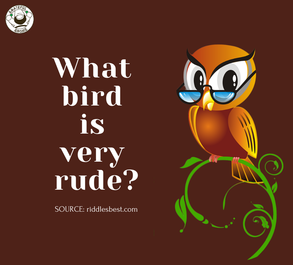 Riddle Time – Grateful Gnome