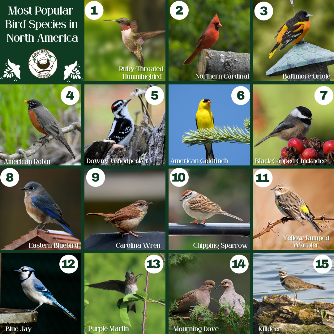 Most Popular Bird Species in North America – Grateful Gnome