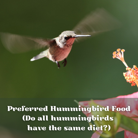Preferred Hummingbird Food (Do all hummingbirds have the same diet ...