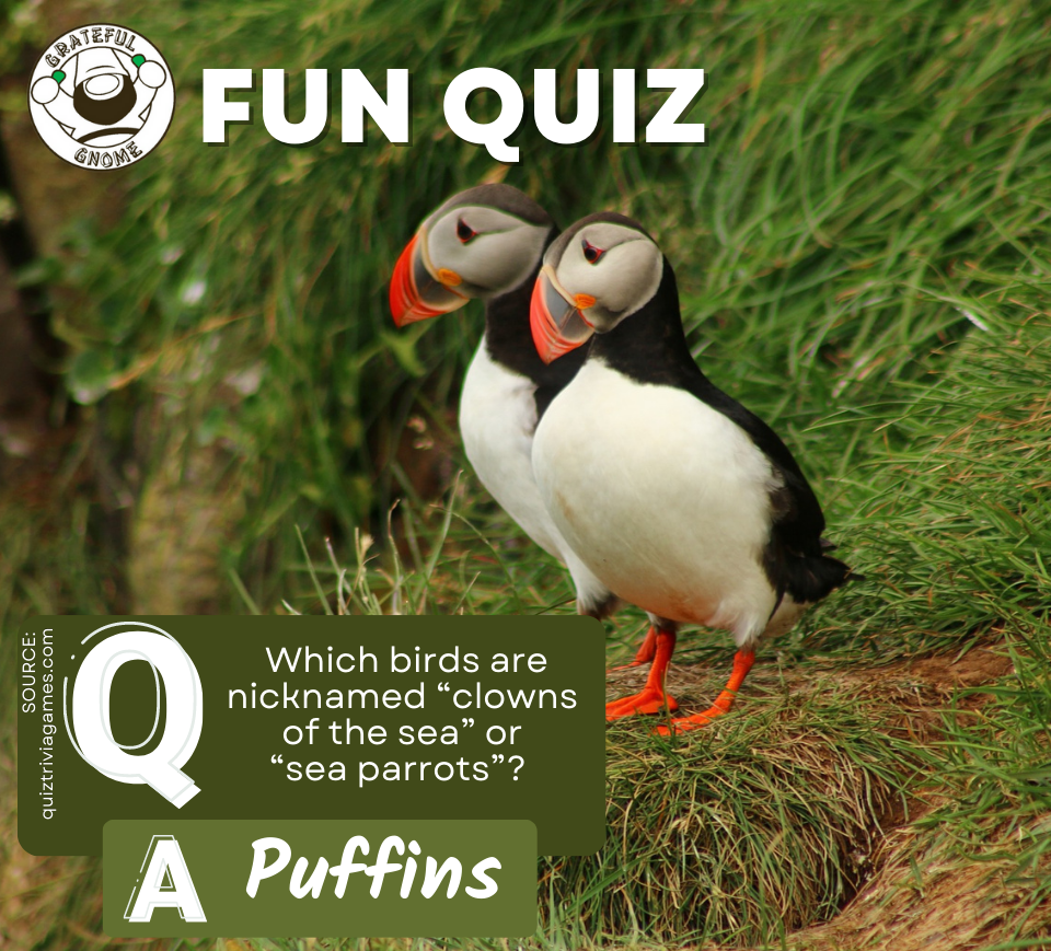 Fun Quiz – Grateful Gnome