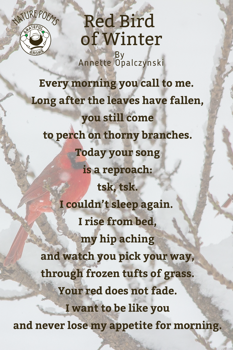 Nature Poems - Red Bird of Winter – Grateful Gnome