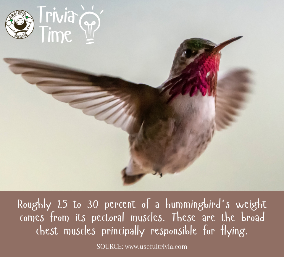 Hummingbird Trivia – Grateful Gnome