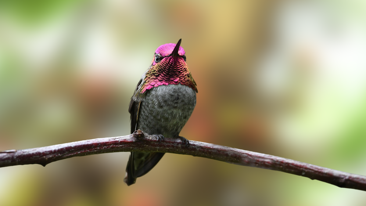 Ruby-throated Hummingbird Migration Facts – Grateful Gnome