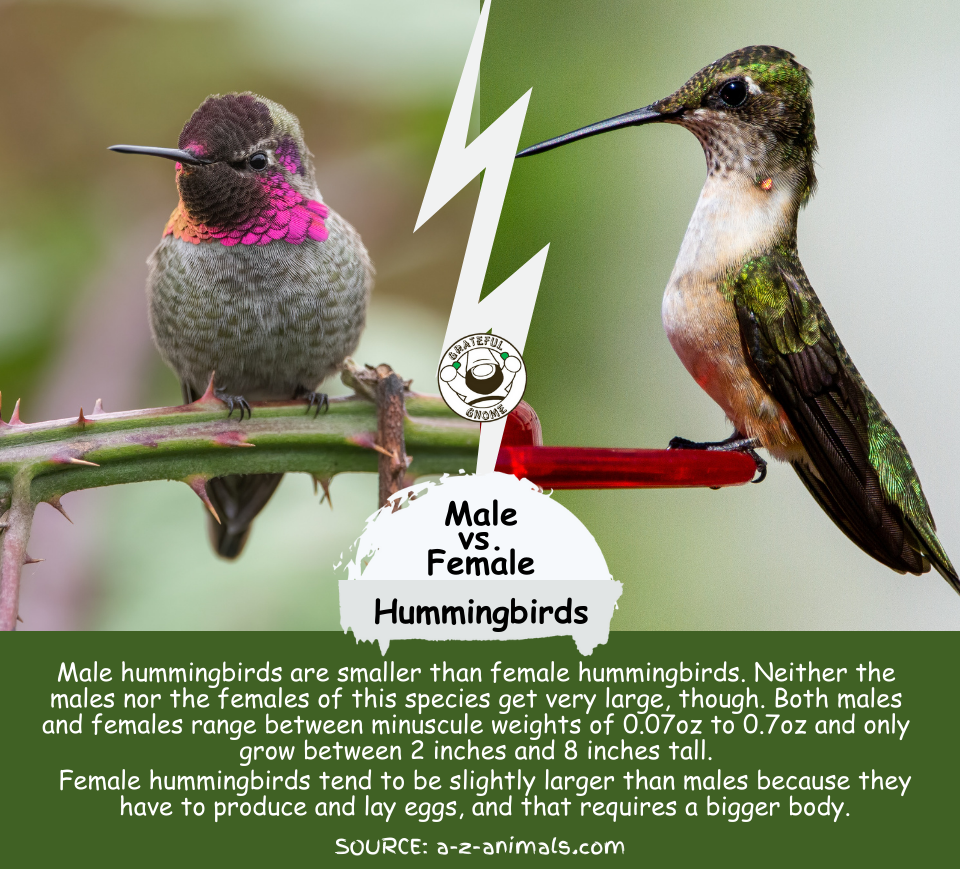 Male vs. Female Hummingbirds – Grateful Gnome