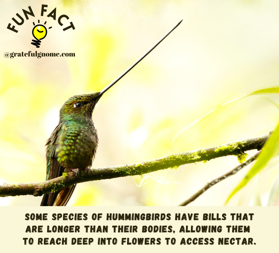 Fun Fact About Hummingbirds – Grateful Gnome
