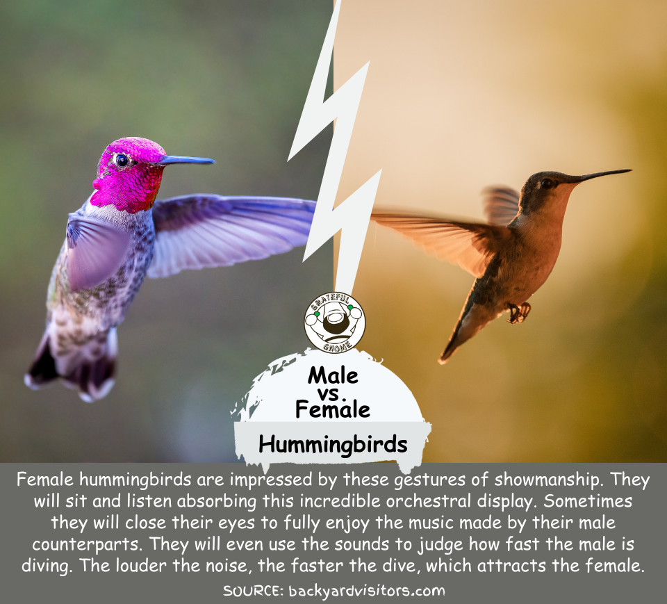 Male vs. Female Hummingbirds – Grateful Gnome