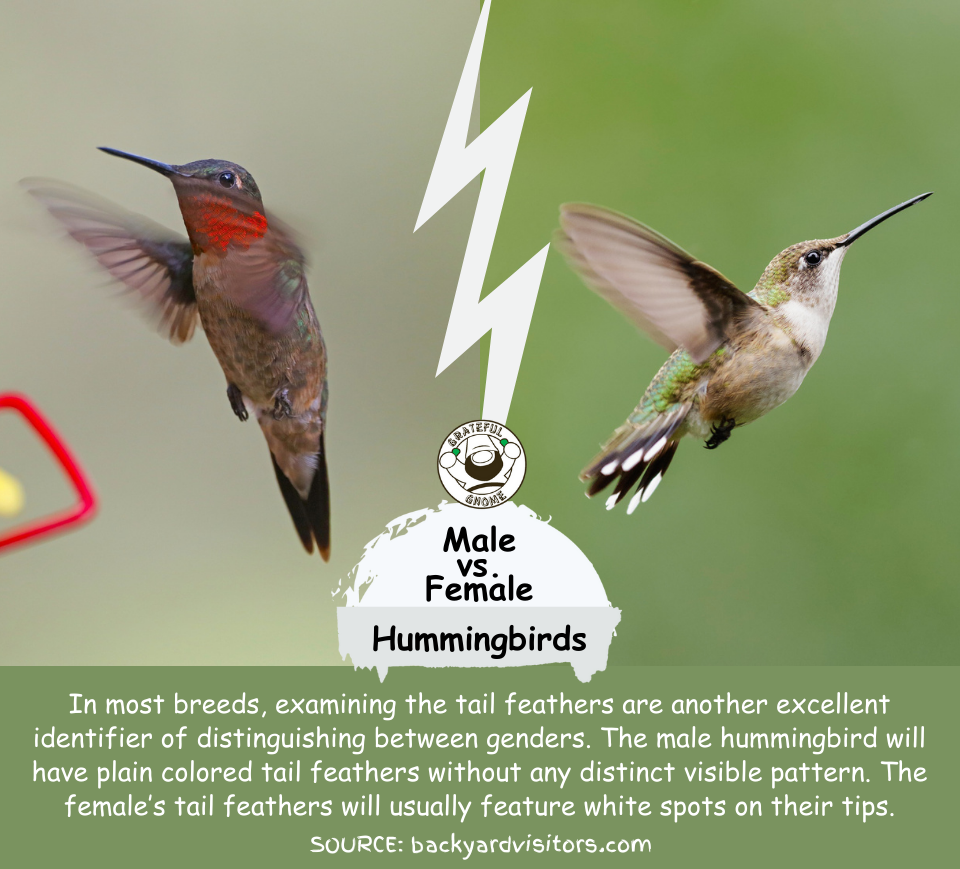 Male vs. Female Hummingbirds – Grateful Gnome