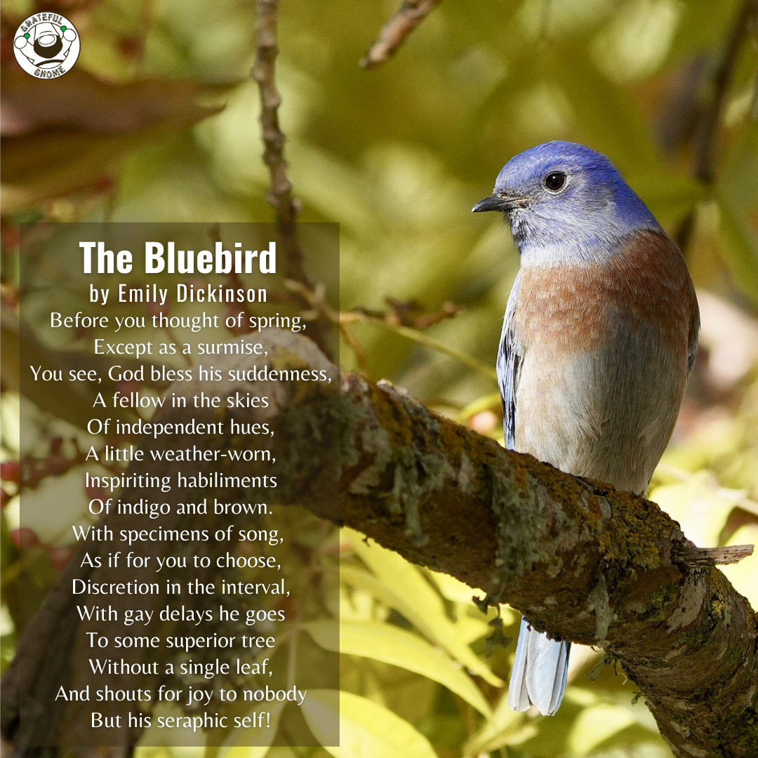 Bird Poems - The Bluebird – Grateful Gnome
