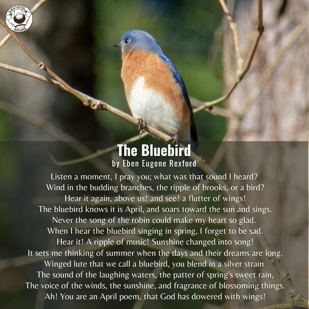 Bird Poems - The Bluebird – Grateful Gnome