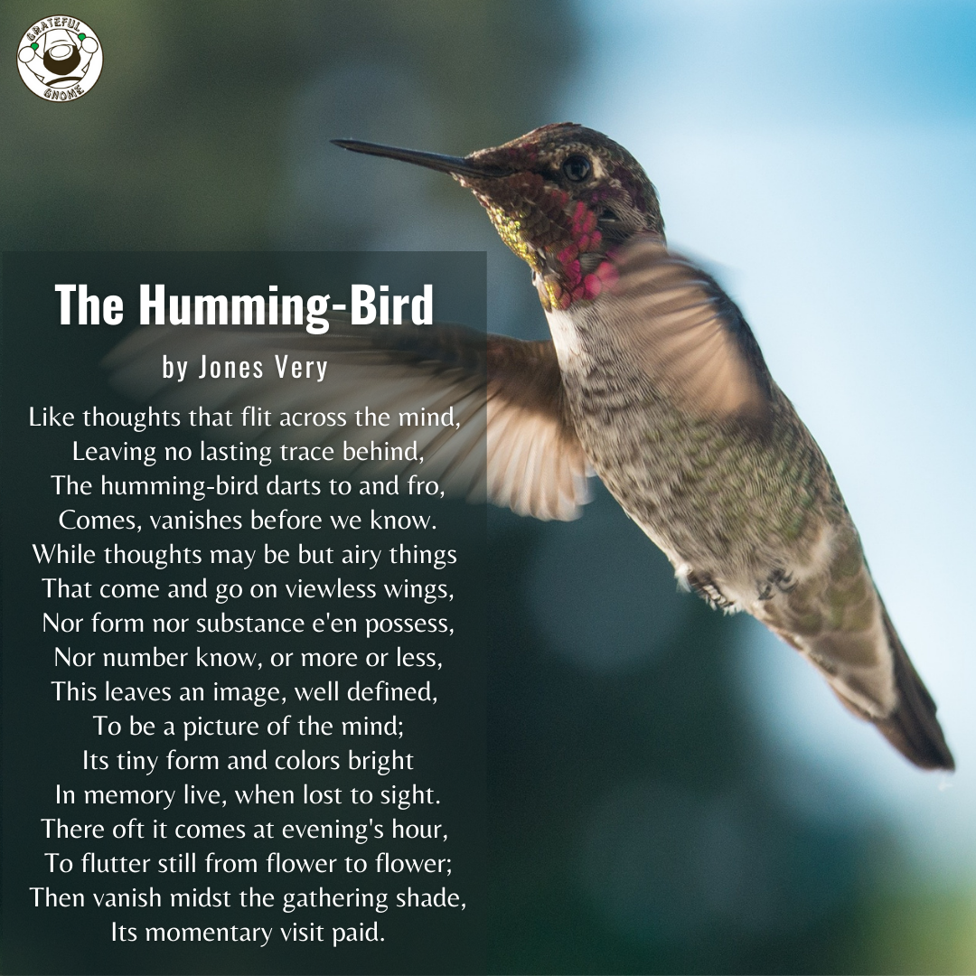 Bird Poems - The Humming-Bird – Grateful Gnome