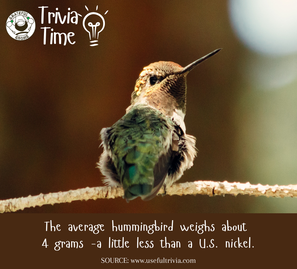 Hummingbird Trivia – Grateful Gnome