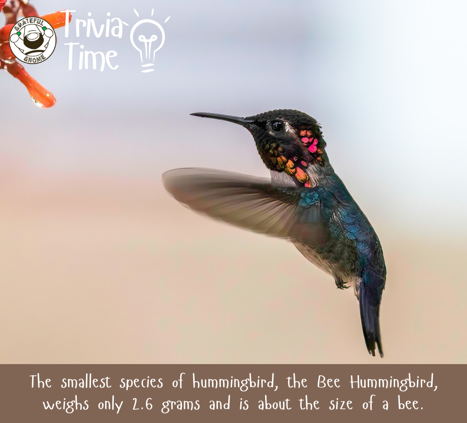 Hummingbird Trivia – Grateful Gnome