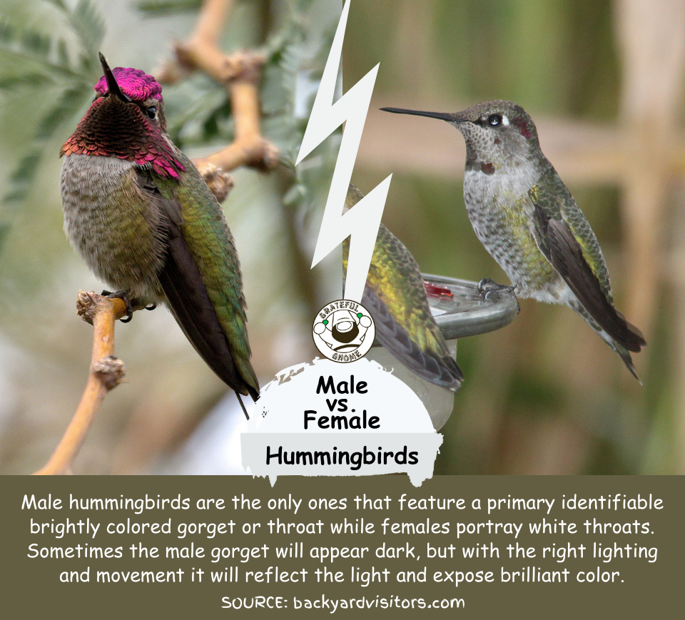 Male vs. Female Hummingbirds – Grateful Gnome