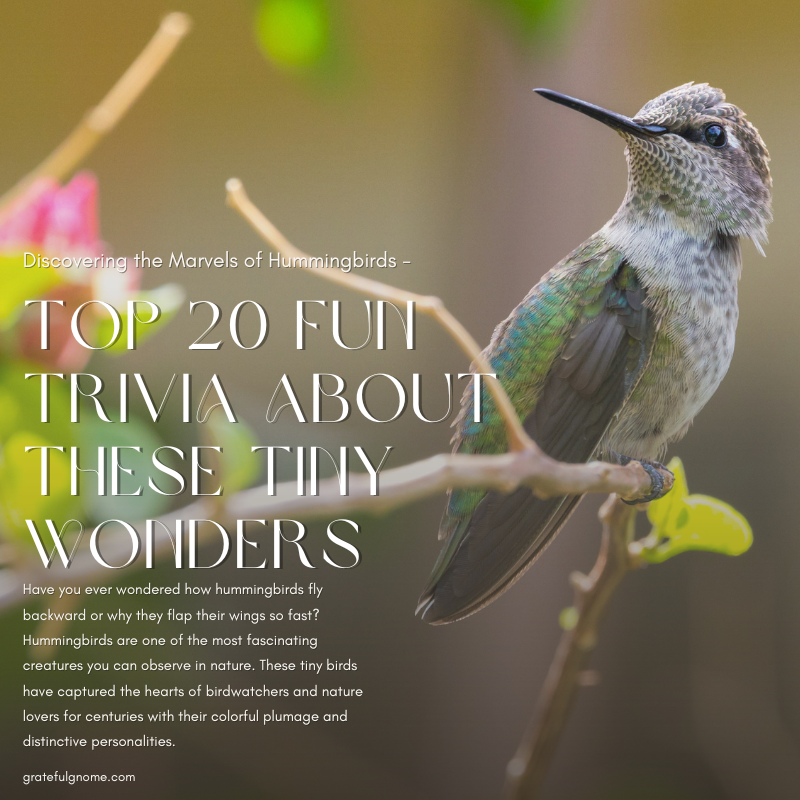 Discovering the Marvels of Hummingbirds - Top 20 Fun Trivia about Thes ...