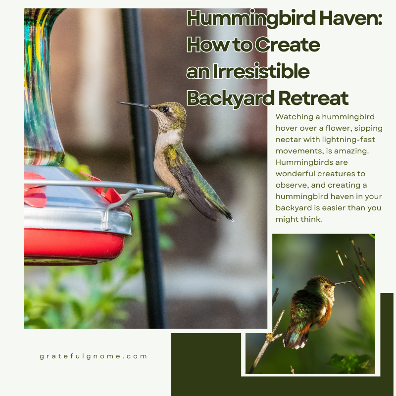 Hummingbird Haven: How to Create an Irresistible Backyard Retreat ...