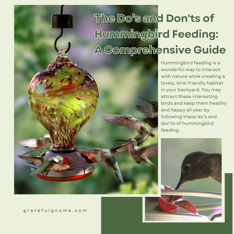 The Do’s and Don'ts of Hummingbird Feeding: A Comprehensive Guide ...