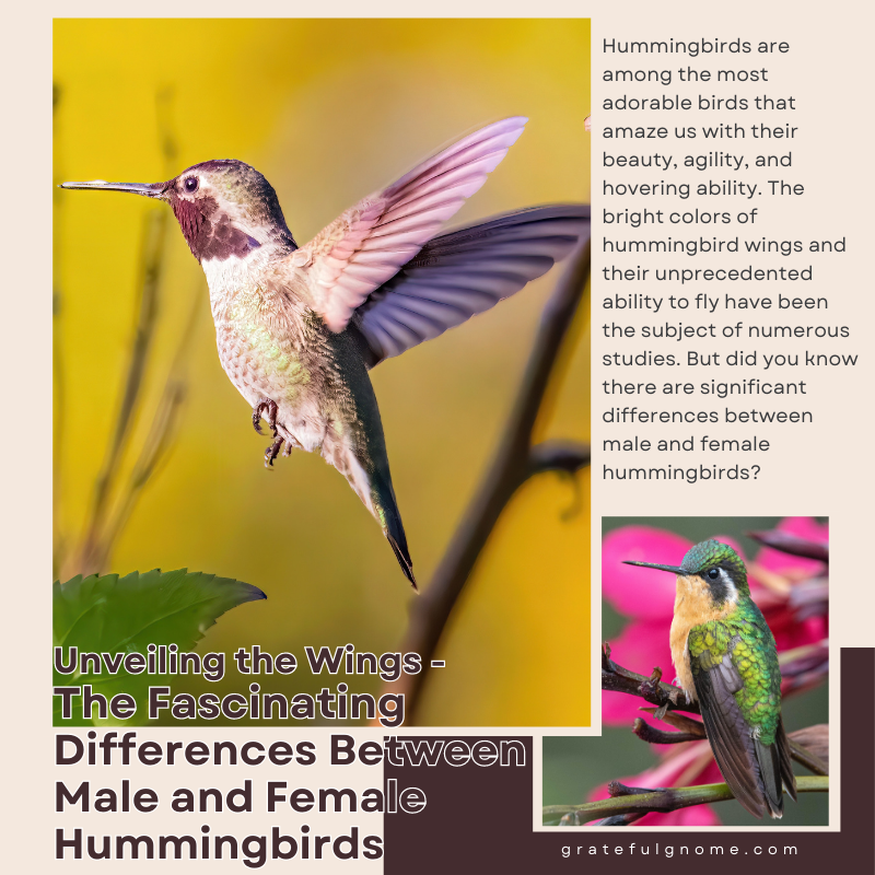 Unveiling the Wings - The Fascinating Differences Between Male and Fem ...