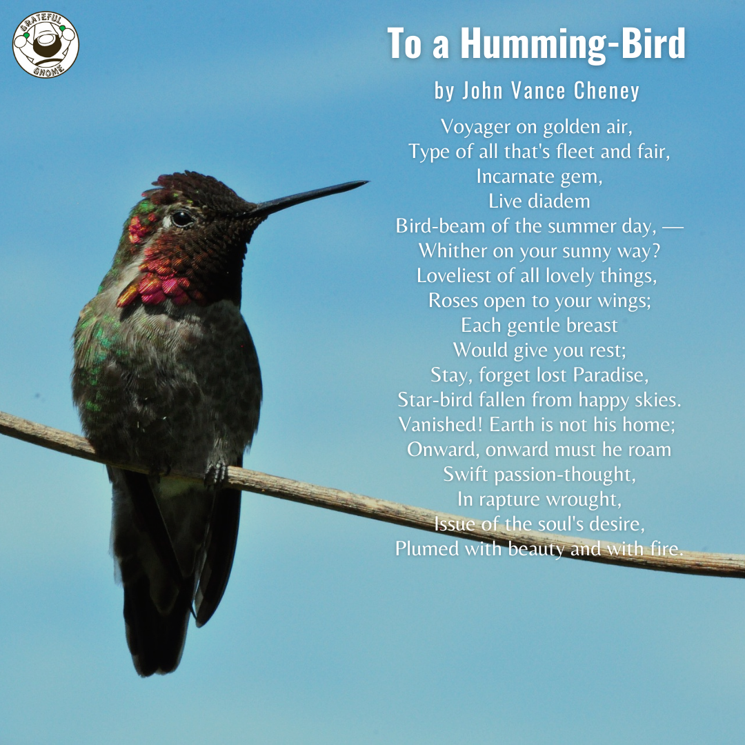 Bird Poems - To a Humming-Bird – Grateful Gnome