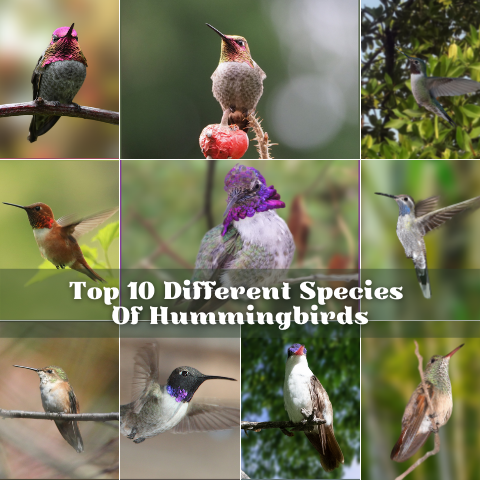 Top 10 Different Species Of Hummingbirds – Grateful Gnome