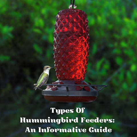 Types Of Hummingbird Feeders: An Informative Guide – Grateful Gnome
