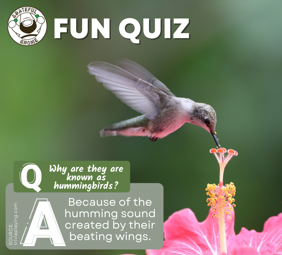 Fun Quiz – Grateful Gnome