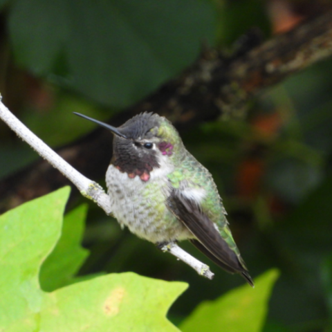 Your Complete Guide To Hummingbird Identification – Grateful Gnome