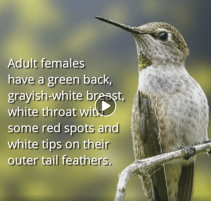 Anna's Hummingbird Facts – Grateful Gnome