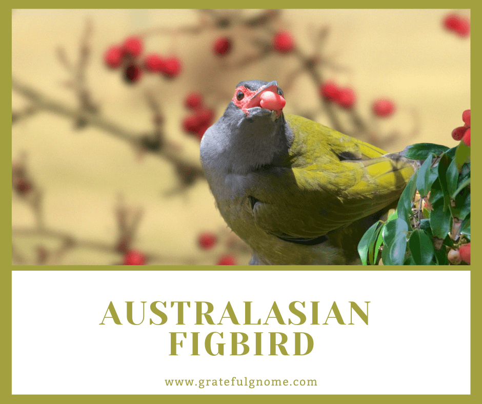 Australasian Figbird – Grateful Gnome