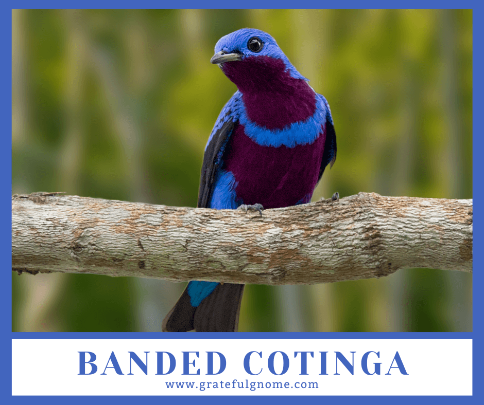 Banded Cotinga – Grateful Gnome