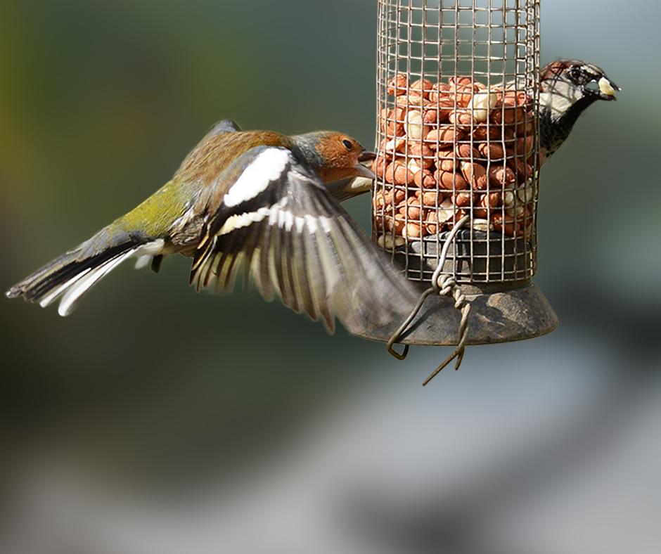 Bird Feeding – Grateful Gnome