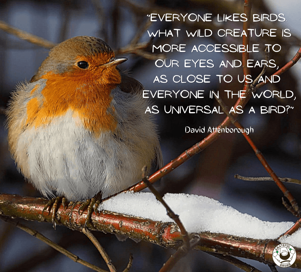 Bird Quotes – Grateful Gnome