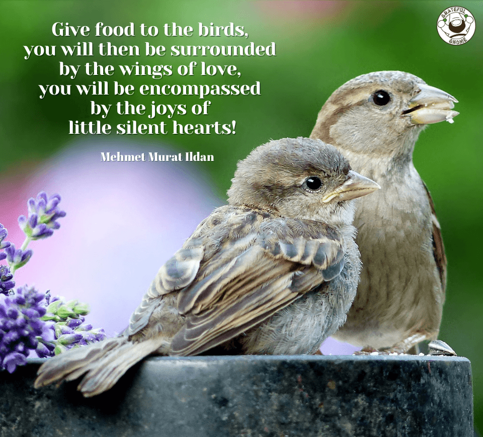 Bird Quotes – Grateful Gnome