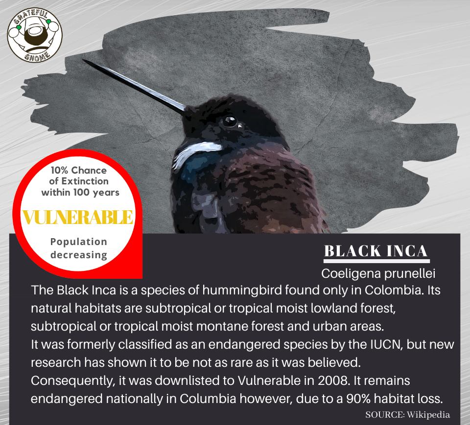 Black Inca Hummingbird