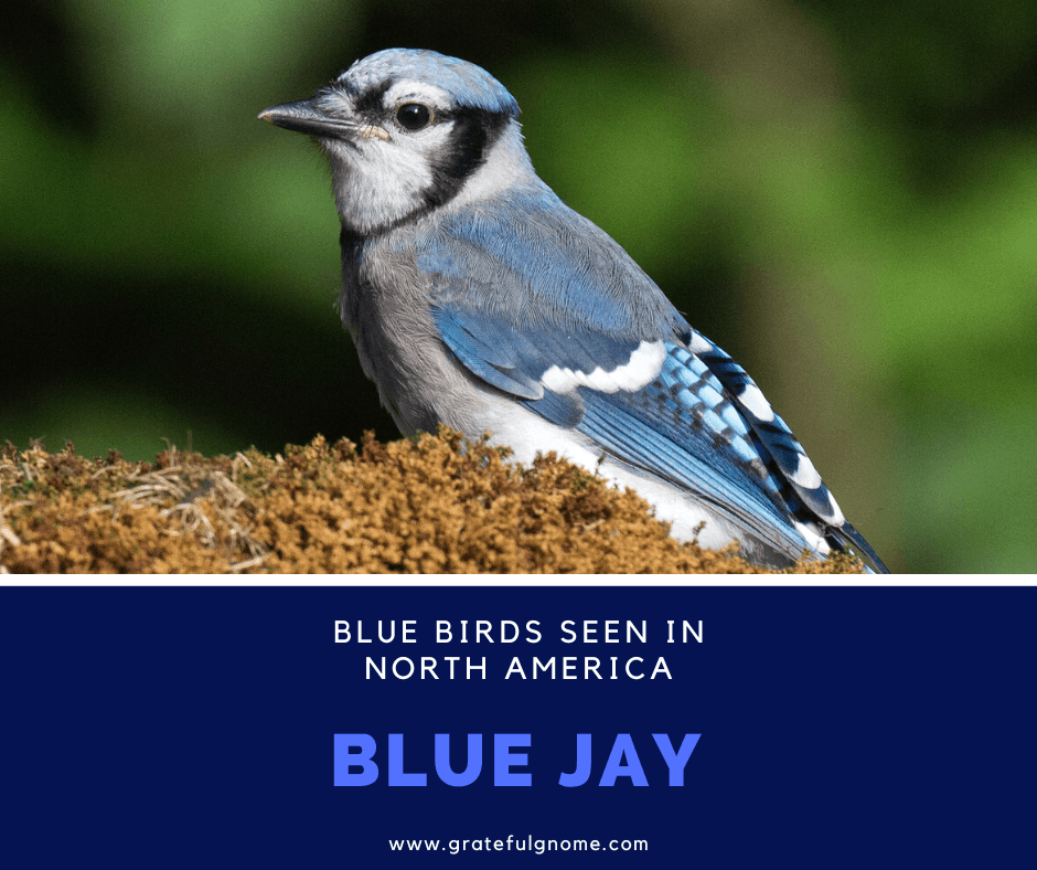 Blue Birds Seen in North America - Blue Jay – Grateful Gnome